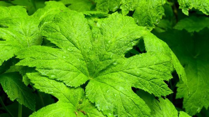 Is Goldenseal Root Tea Any Good For Drug Screening?